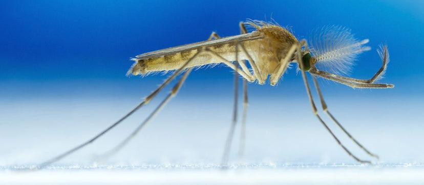 How To Say Mosquito In 36 Languages – PARA'KITO