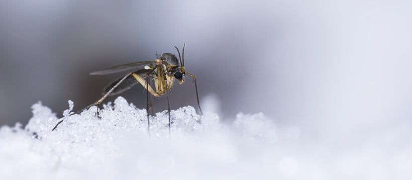Where Do Mosquitoes Go in the Winter? – PARA'KITO